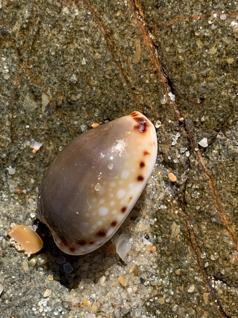 lined-lip cowrie from Yuraygir National Park, The Sandon, NSW, AU on ...