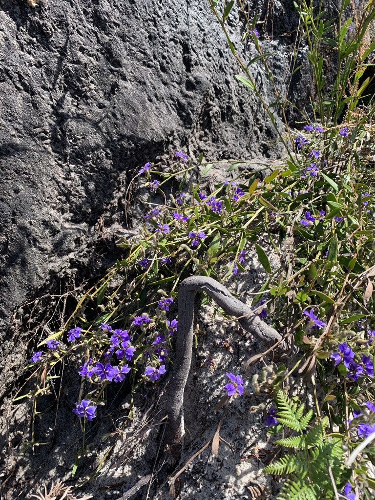 Blue Dampiera from Yuraygir National Park, Sandon, NSW, AU on October 1 ...