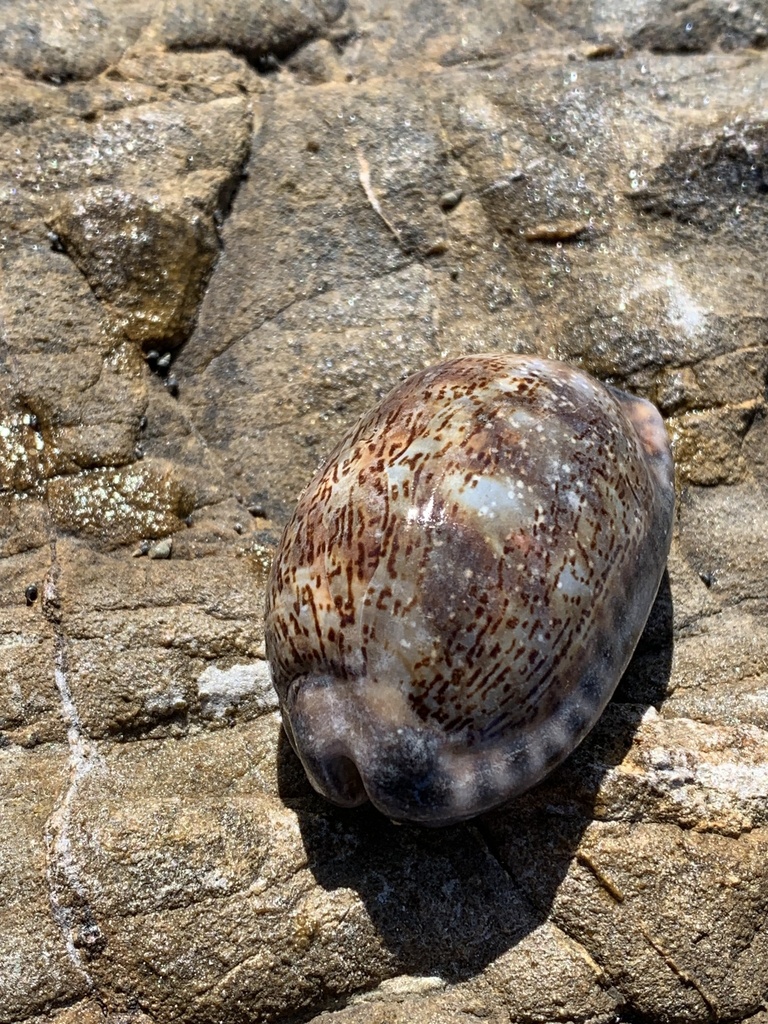 Arabian Cowry from Yuraygir National Park, Sandon, NSW, AU on October 1 ...
