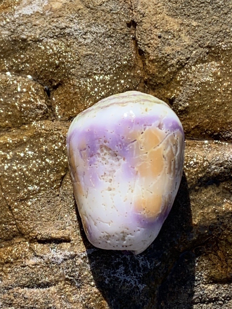 Yellow-Tinged Cone from Yuraygir National Park, Sandon, NSW, AU on ...