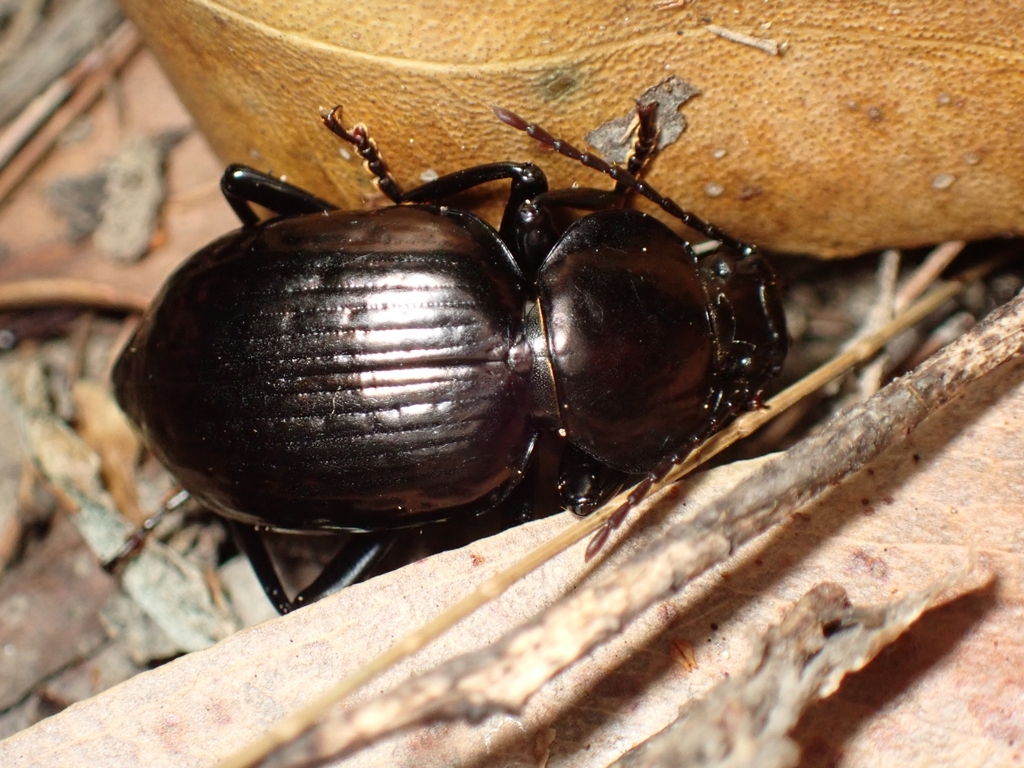 Adelium in September 2024 by Alesha Teitzel · iNaturalist