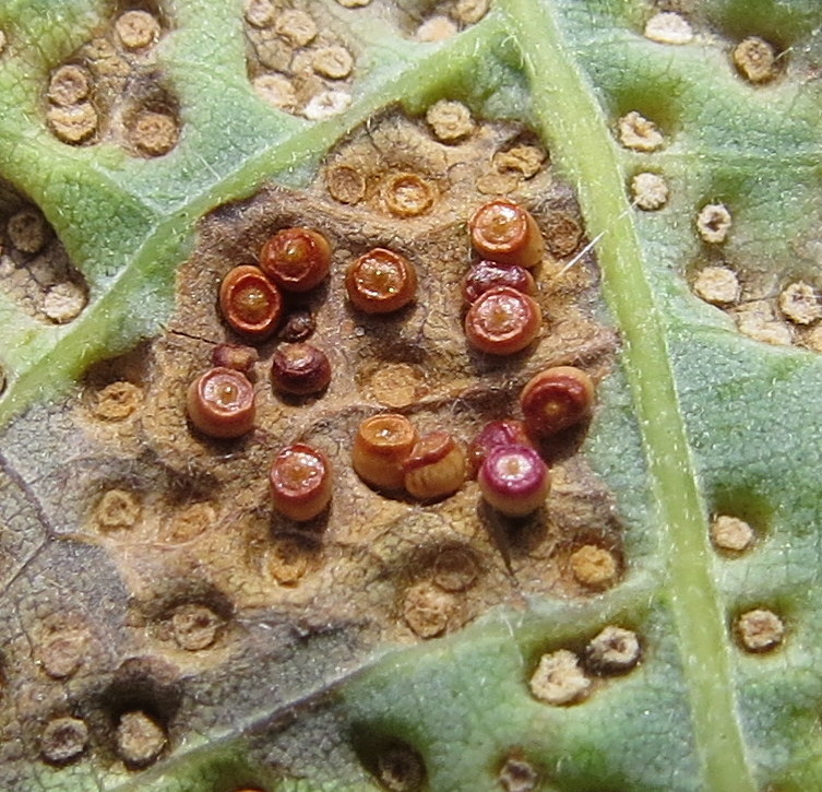 Jumping Gall Wasp from Lincoln St, Oak Park, MI, USA on July 02, 2019 ...