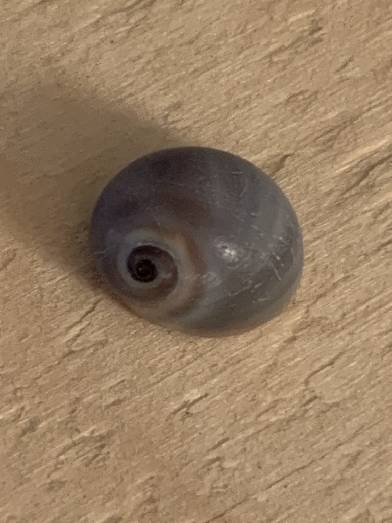 Conuber melastoma from Yuraygir National Park, The Sandon, NSW, AU on ...