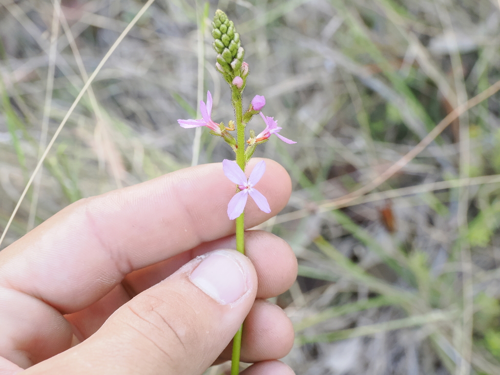 Grass Triggerplant from Alexandra Hills, Queensland, Australia on ...
