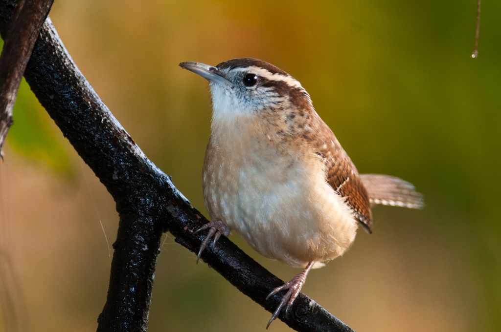 Carolina Wren from Montgomery, Maryland, United States on October 20 ...