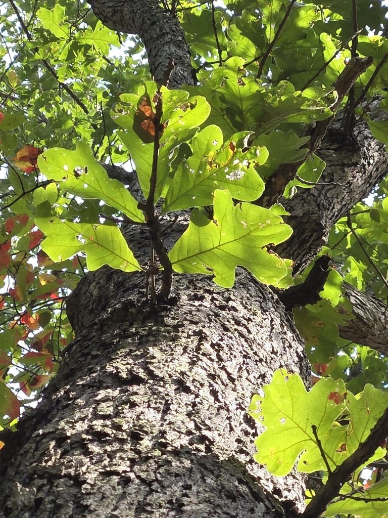 post oak in September 2024 by Daniel Atha · iNaturalist