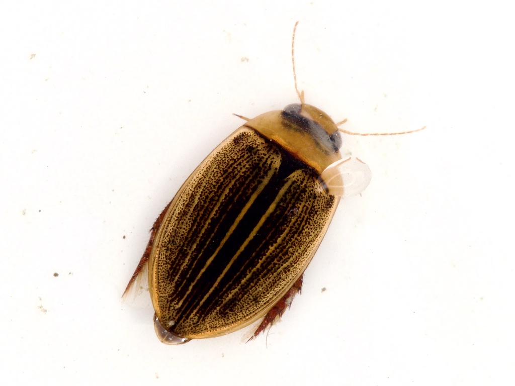 Hydaticus grammicus from 本州, 舞鶴市, 京都府, JP on September 29, 2024 at 11: ...