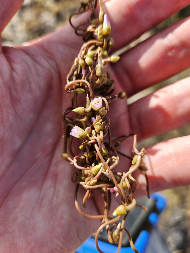 plants from Keri Keri NSW 2711, Australia on October 1, 2024 at 04:21 ...