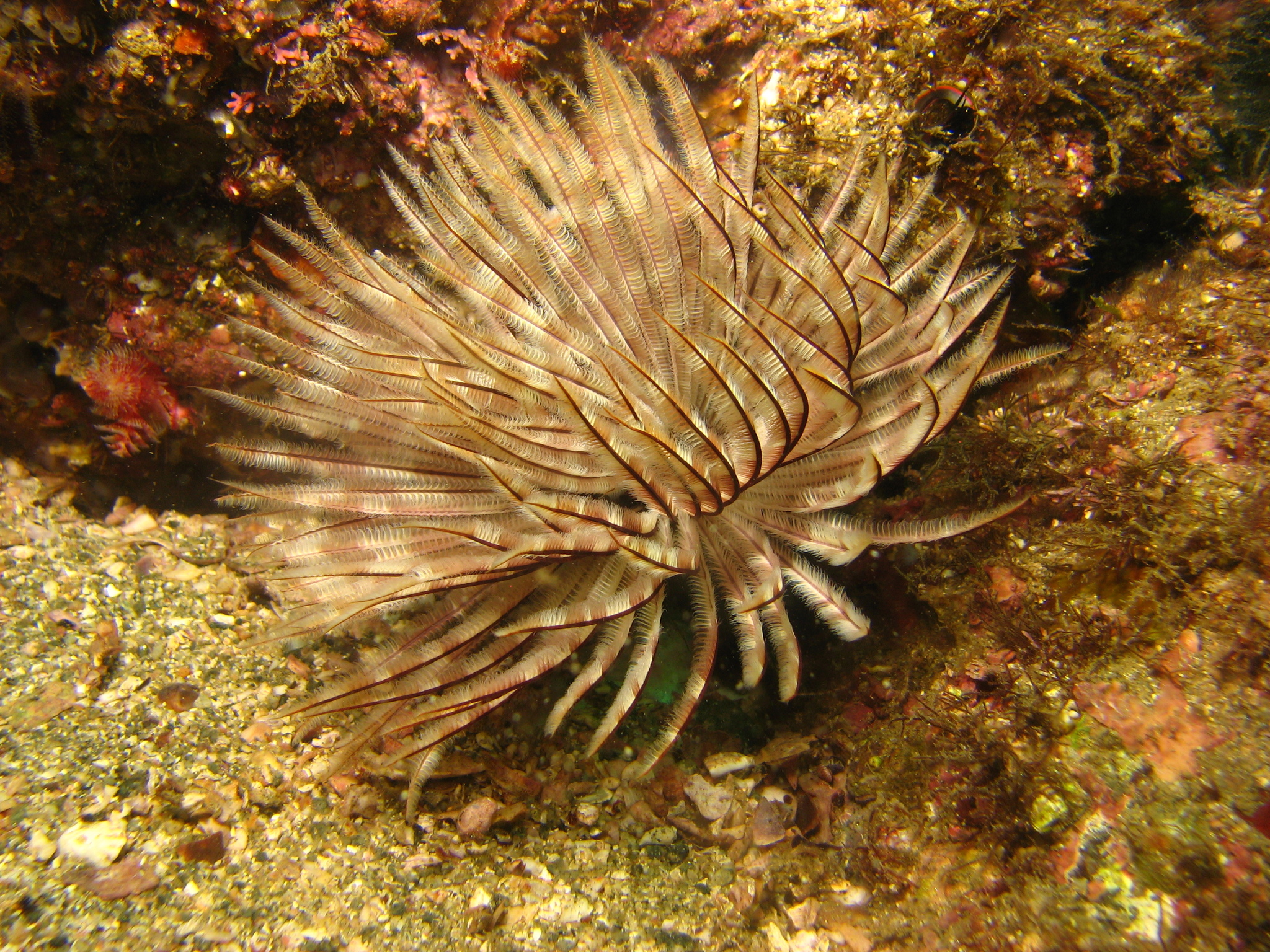 Sabellastarte spectabilis (Grube, 1878)