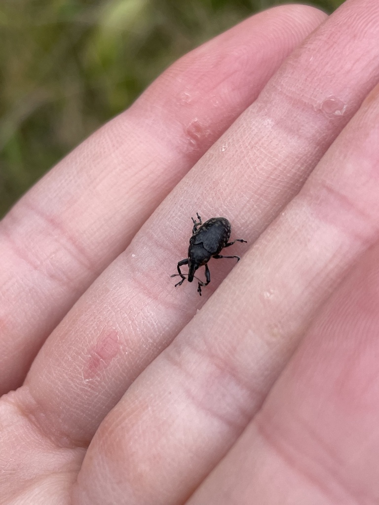 Turbine Cylindrical Weevil from Sjælland, Slagelse, DK-85, DK on ...