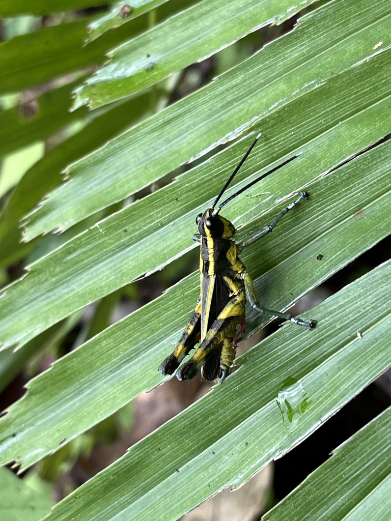 Traulia ornata iriomotensis in October 2024 by Nakatada Wachi · iNaturalist