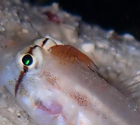Fish Lice from Malaysia on October 1, 2024 at 02:17 PM by L Timmo ...