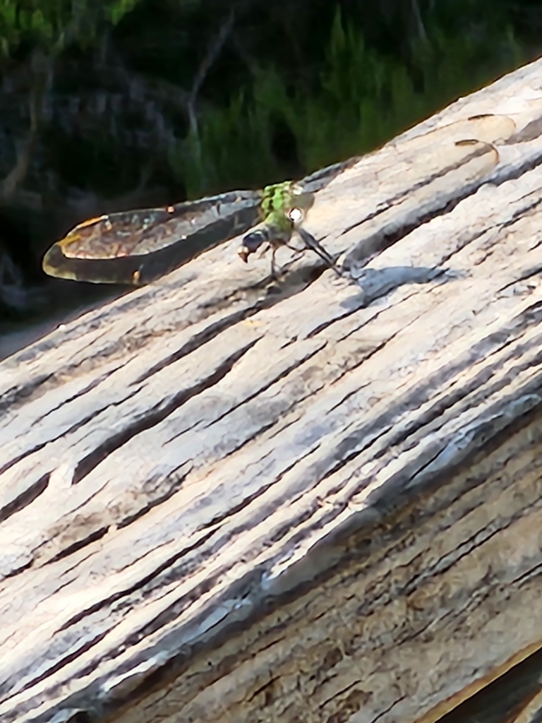Dragonflies from Bell County, US-TX, US on September 13, 2024 at 09:24 ...