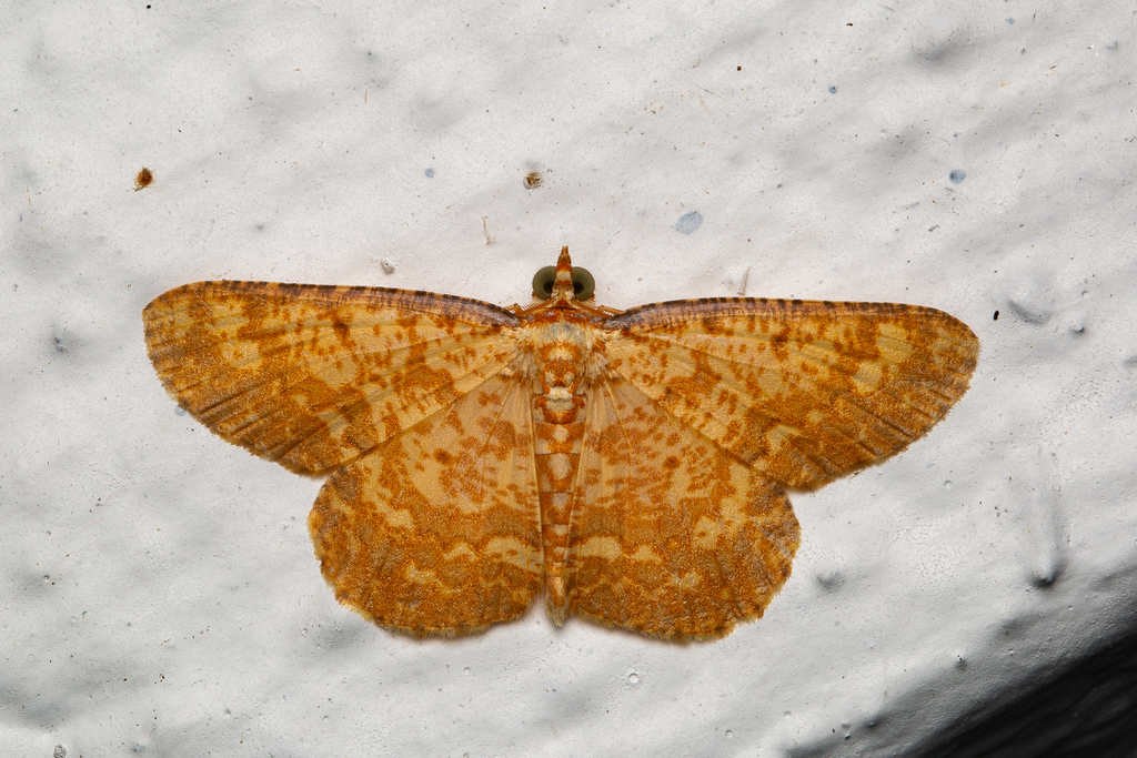 Synegia from MCM Nature Discovery Villa (Stephen's Place), Fraser's ...