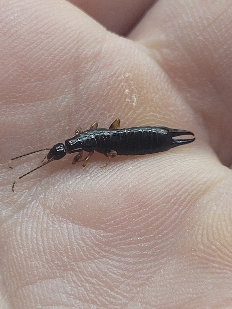 Ring-legged Earwig from Sackville, NB E4L 4E3, Canada on October 1 ...