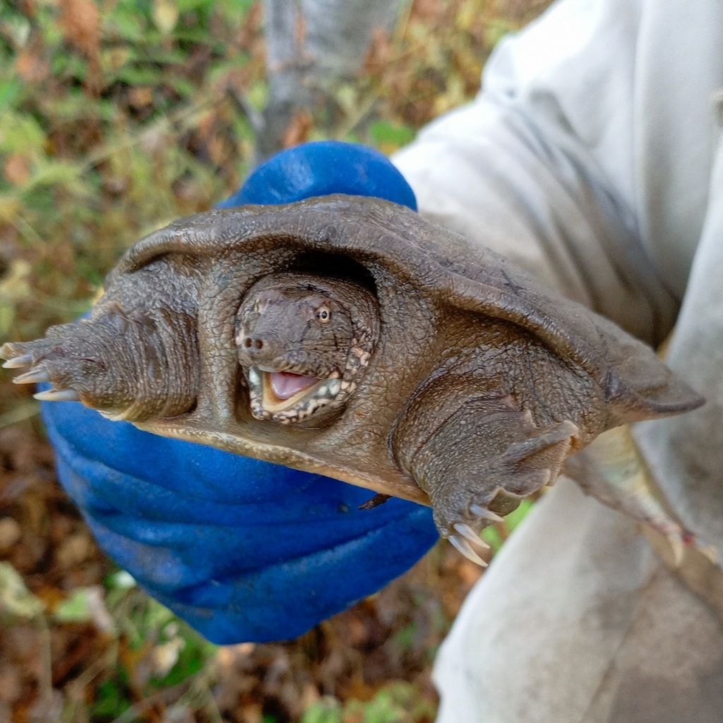 Amur Softshell Turtle from Верхнетамбовское, Хабаровский край, Россия ...