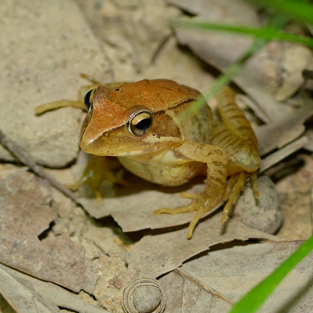 Japanese Brown Frog from Hetami, Mifune, Kamimashiki District, Kumamoto ...