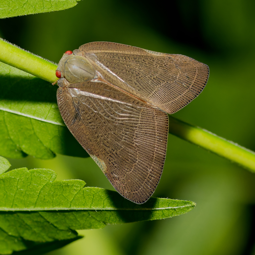 Pochazia shantungensis from Hetami, Mifune, Kamimashiki District ...