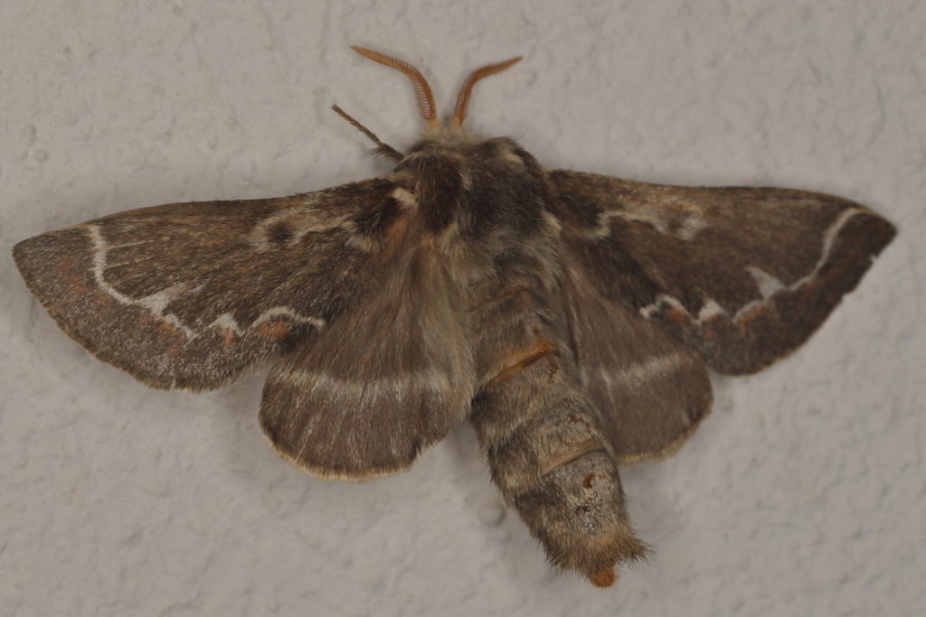 Streblote capensis from Swaelfonteim on September 26, 2024 at 08:07 PM ...