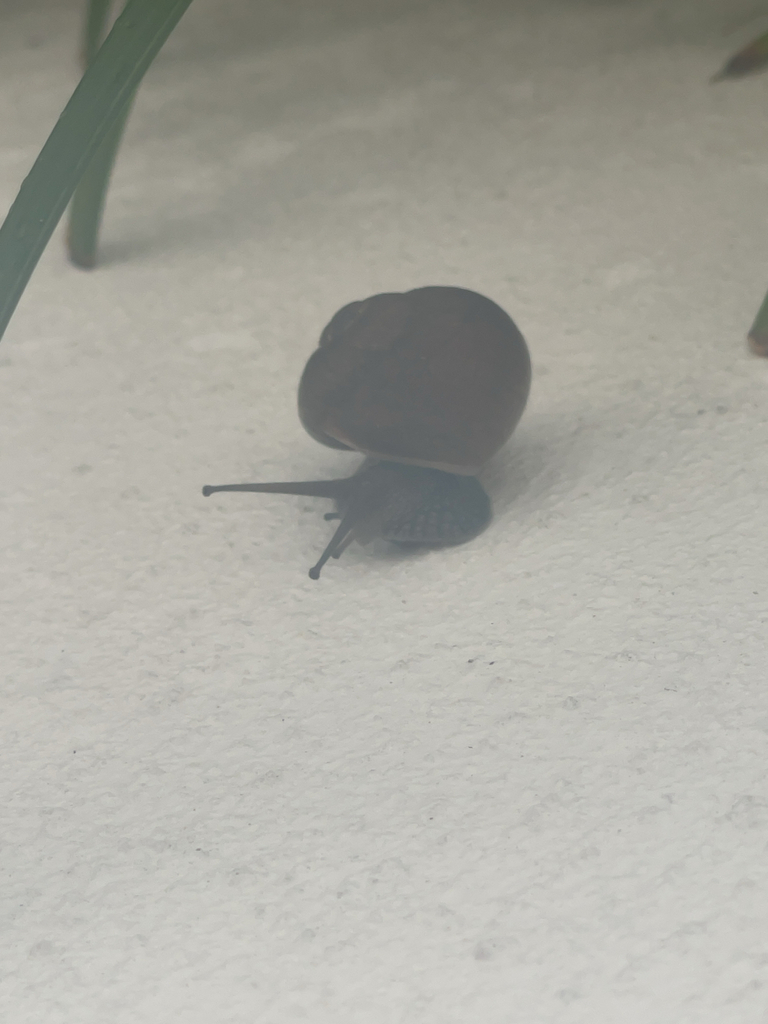 Cuban Brown Snail from Lakeland on October 1, 2024 at 07:51 AM by ...