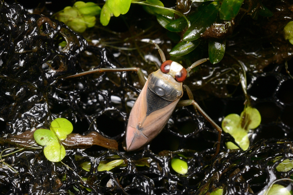 Eurasian Greater Water Boatman from Брянский р-н, Брянская обл., Россия ...