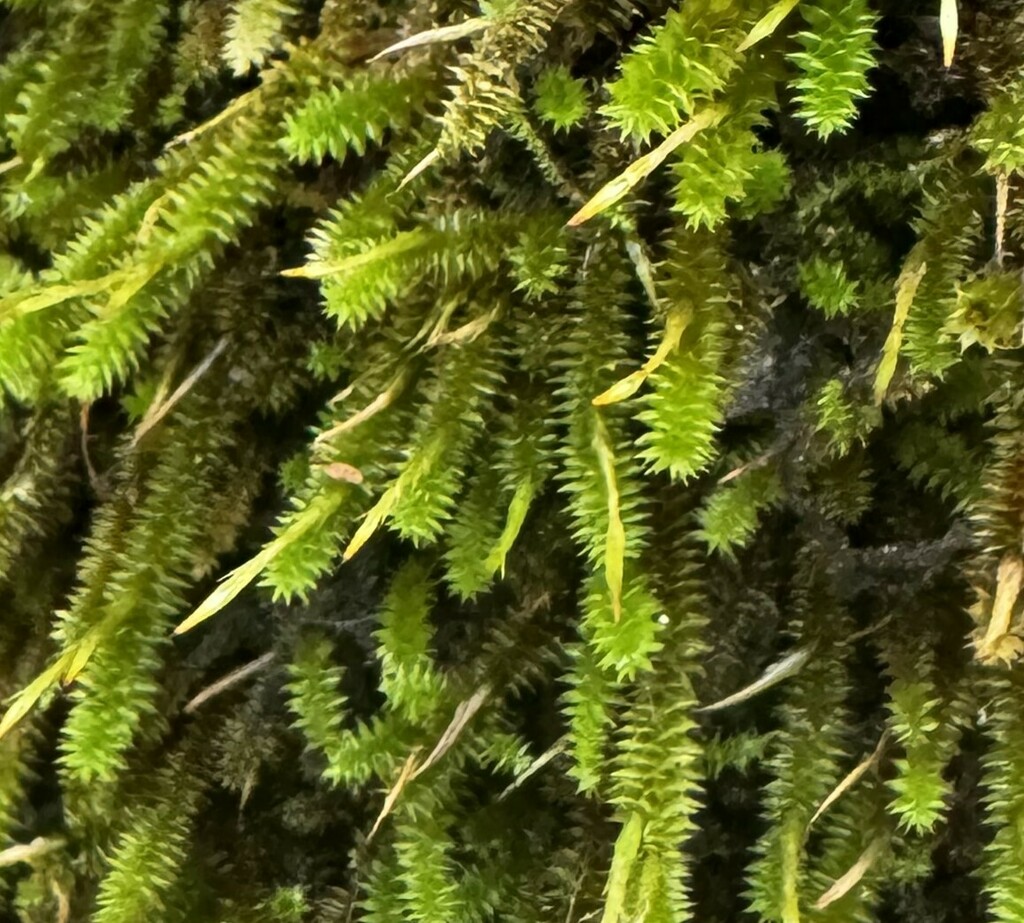 smooth hook moss from PineTorch Trailhead, Bankhead NF, Lawrence County ...
