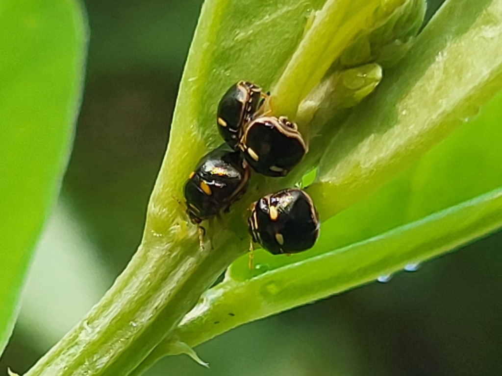 Coptosoma in September 2024 by Luke Smith · iNaturalist