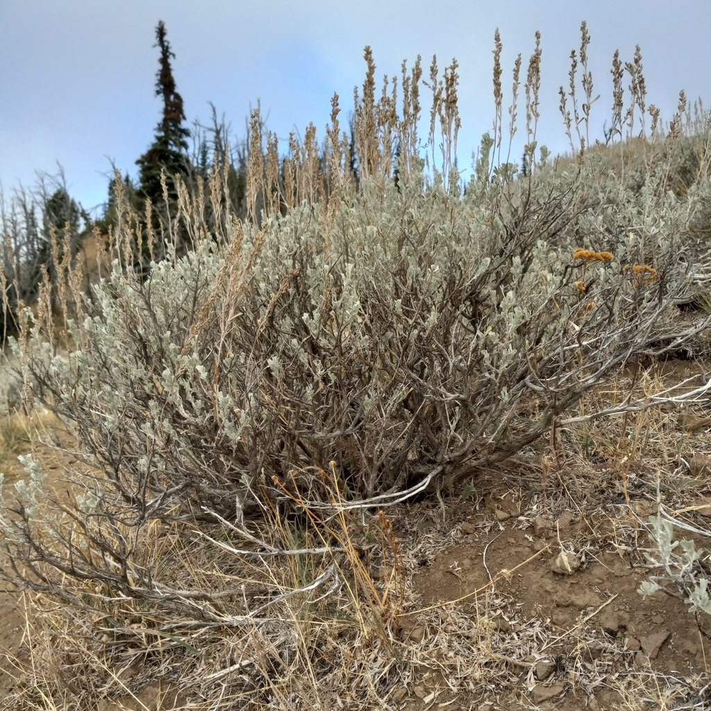 Mountain Big Sagebrush from Yakima County, US-WA, US on September 29 ...