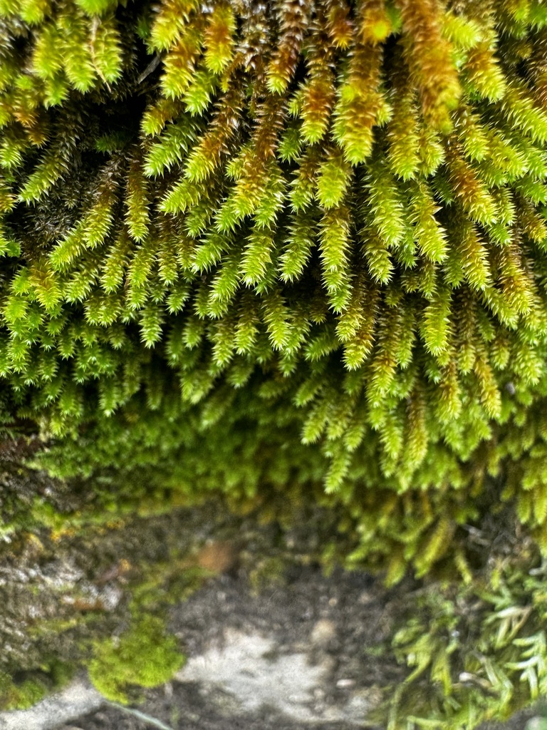 smooth hook moss from Brushy Lake, Bankhead NF, Winston County, AL, USA ...