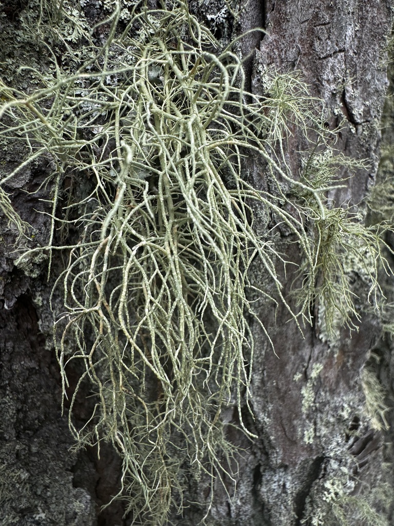 Red Beard Lichen from Brushy Lake, Bankhead NF, Winston County, AL, USA ...