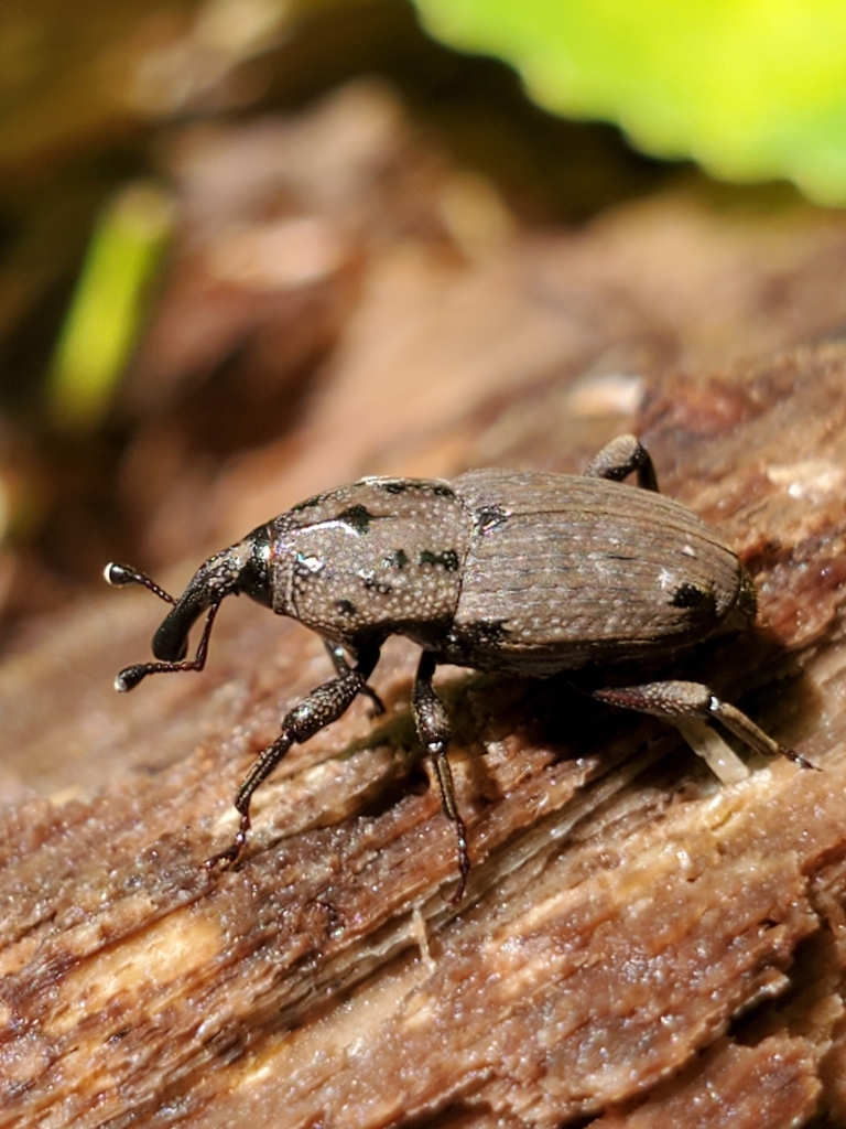 Billbug Weevils from Minneapolis, MN 55406, USA on May 22, 2024 at 11: ...