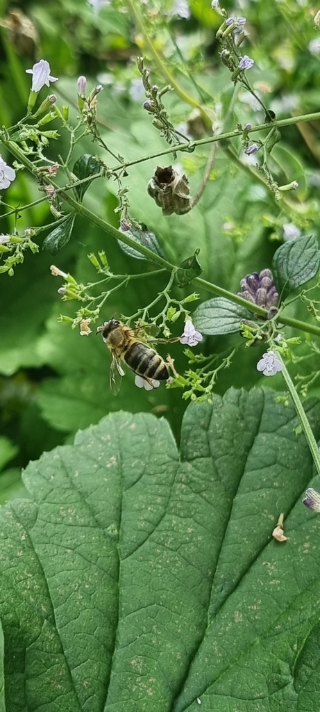 Western Honey Bee from St. Peter ob Judenburg, 8755, Österreich on ...