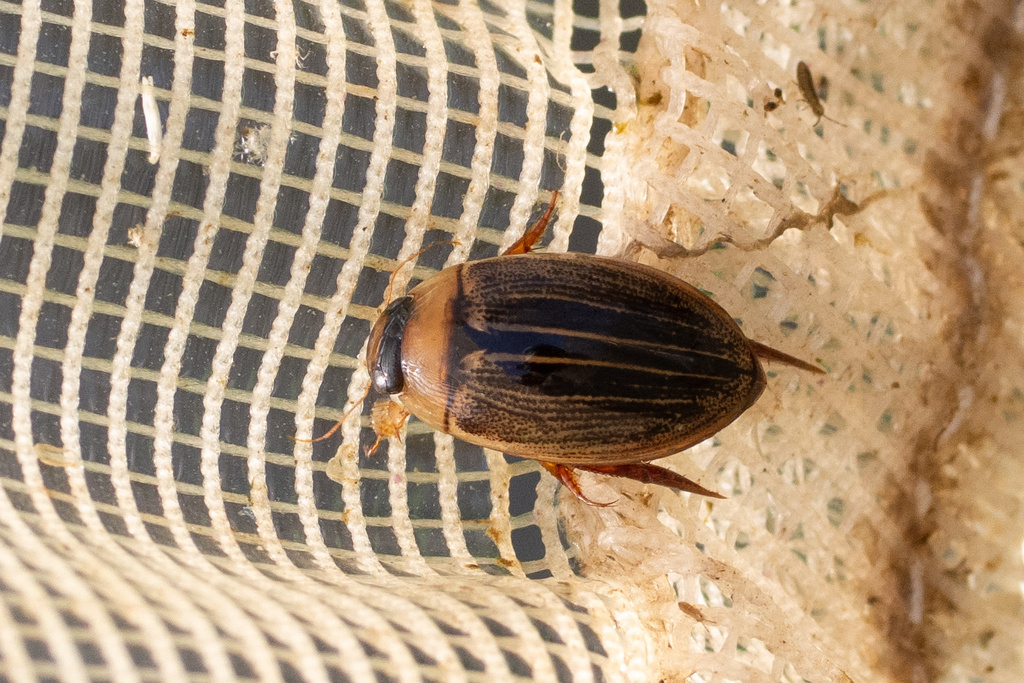 Hydaticus grammicus from 南三陸町入谷新童子下 on September 30, 2024 at 03:26 PM ...