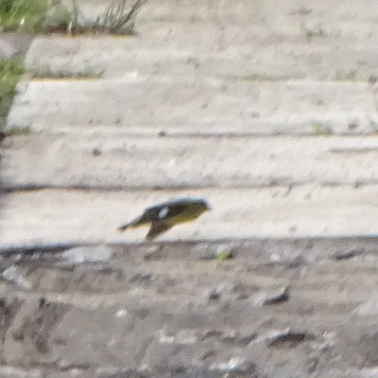 Lesser Goldfinch from 14710 CDMX, México on July 31, 2024 at 09:29 AM ...