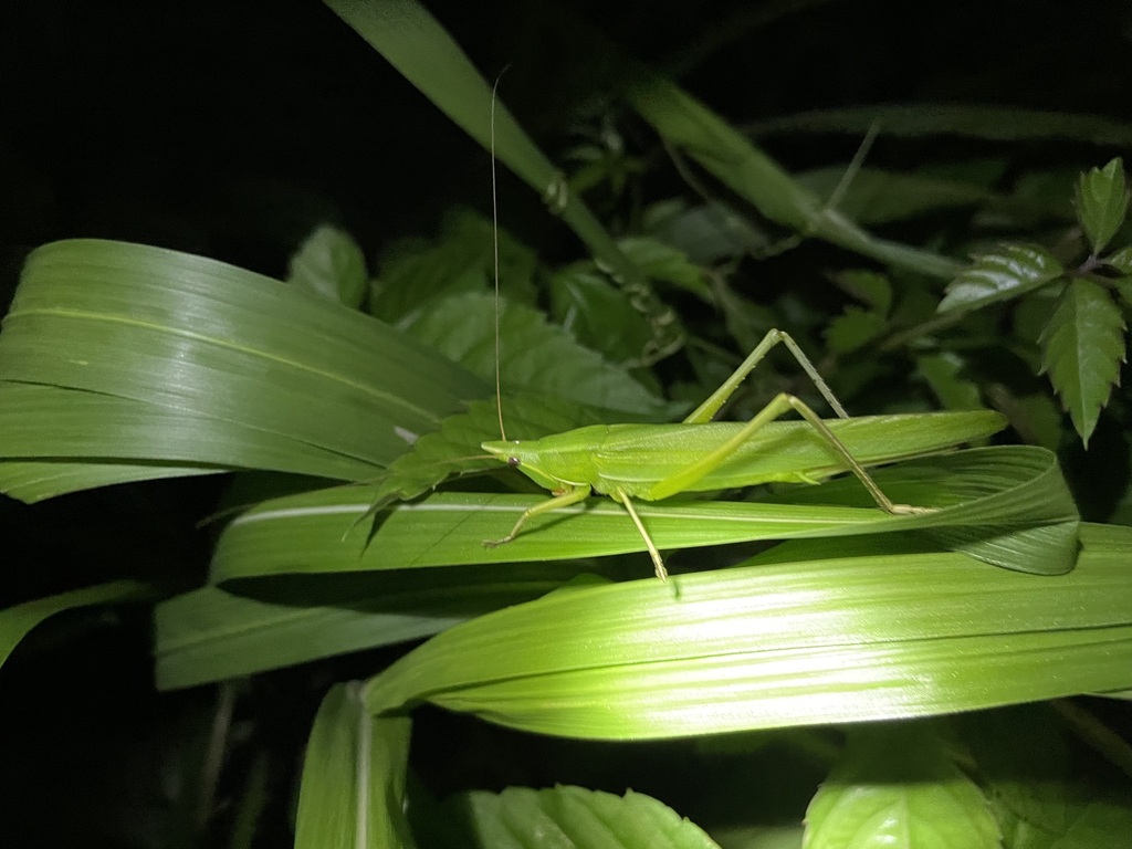 Euconocephalus varius from 日本、〒125-0034 東京都葛飾区水元公園 on October 1, 2024 ...