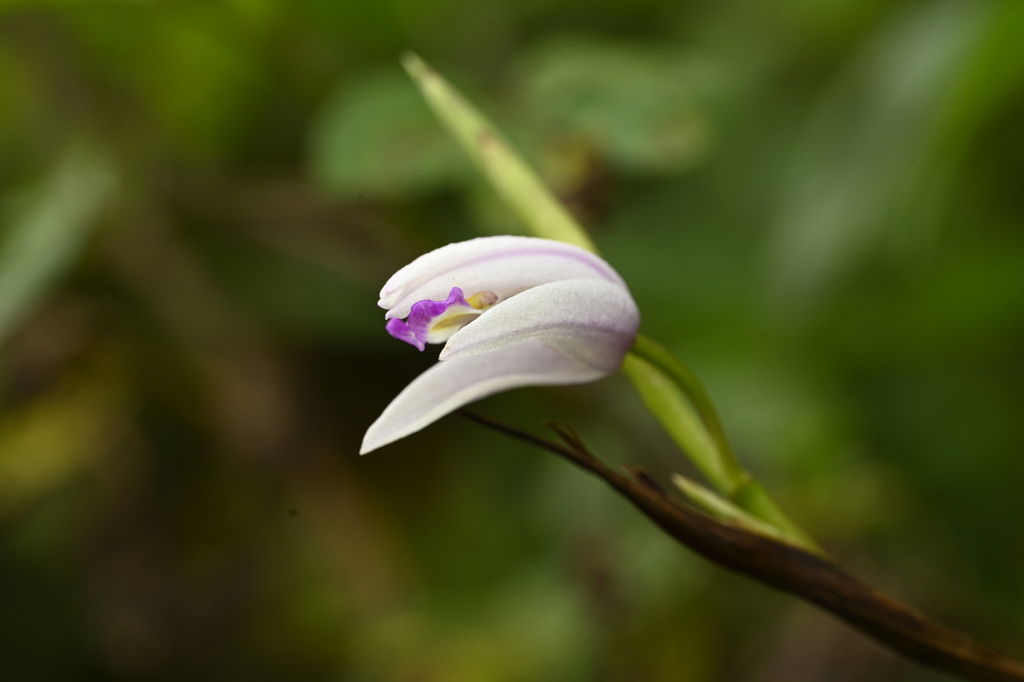 Bletilla formosana in September 2024 by 曾昱承 Yu-Cheng Zeng · iNaturalist