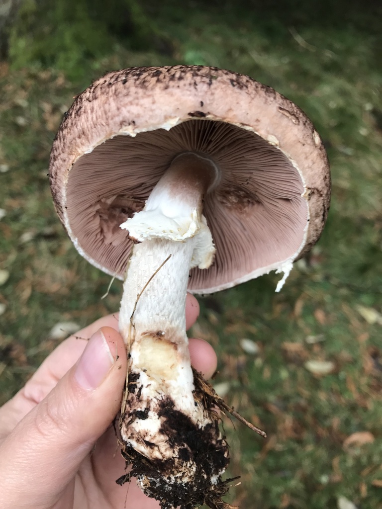 Wine-colored Agaricus from Cameron Dr, Mount Macedon, VIC, AU on June ...