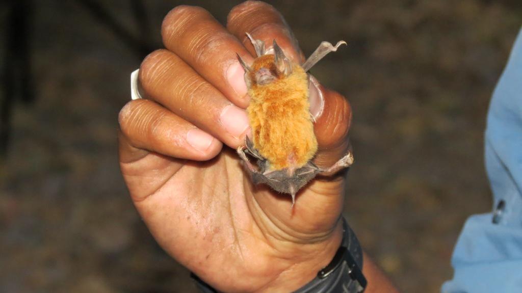 Pteronotus psilotis (Dobson, 1878)