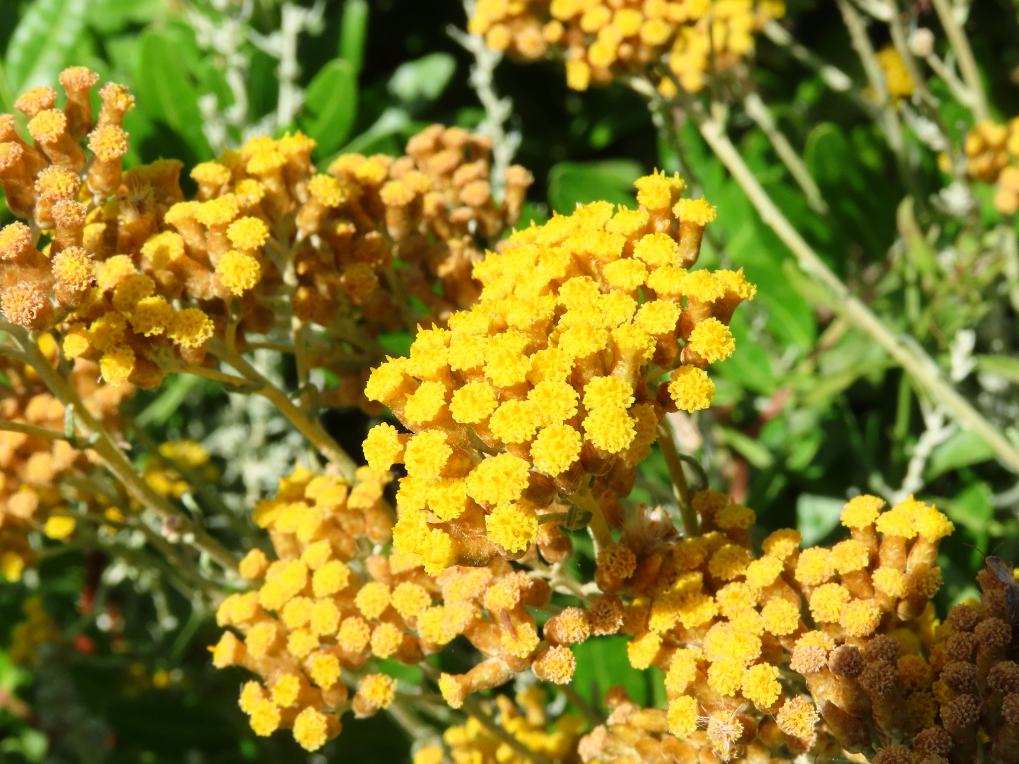 Helichrysum italicum subsp. microphyllum (Willd.) Nyman