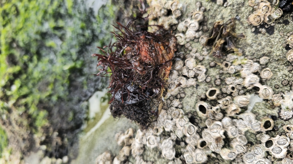 Pyura chilensis from Lirquen, Penco, Bío Bío, Chile on September 28 ...