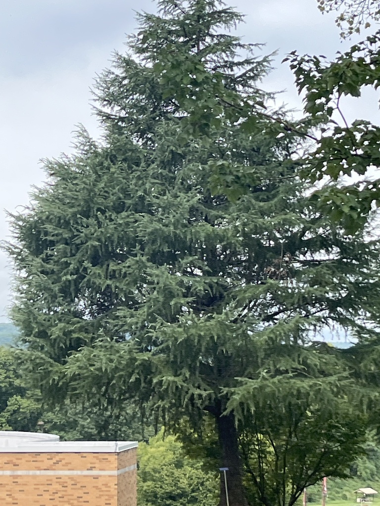 eastern hemlock from Bryan College, Dayton, TN, US on October 1, 2024 ...