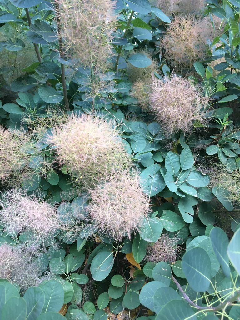 Cotinus coggygria (Flora alóctona Pirineos) · BioDiversity4All