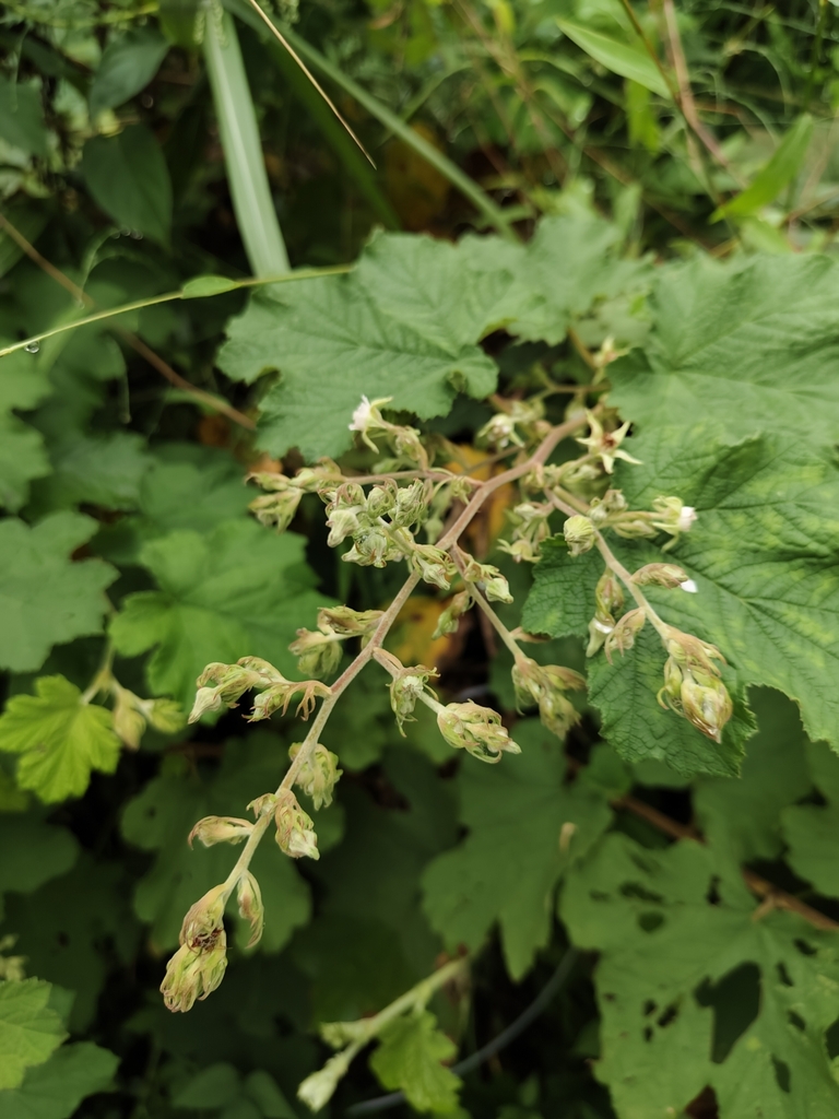 Giant bramble from Guiyang, CN-GZ, CN on October 1, 2024 at 03:10 PM by ...