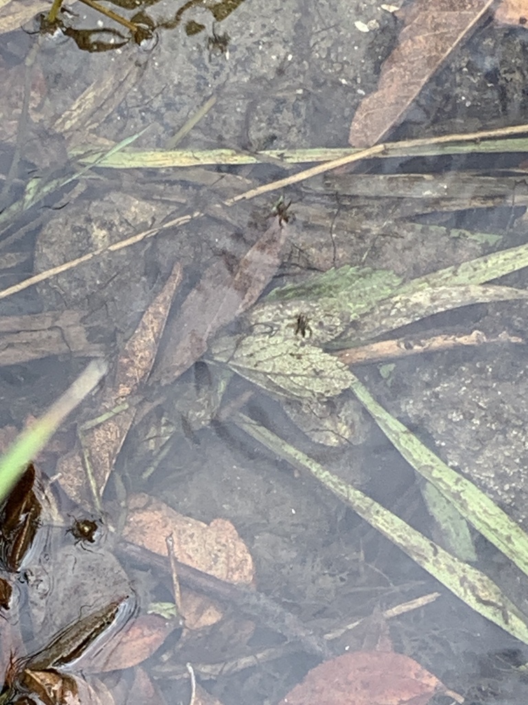 Neogerris hesione from Highway 2, Quinte West, ON, CA on October 1 ...