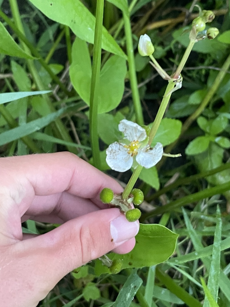 Arumleaf Arrowhead from Kankakee River State Park, Kankakee, IL, US on ...