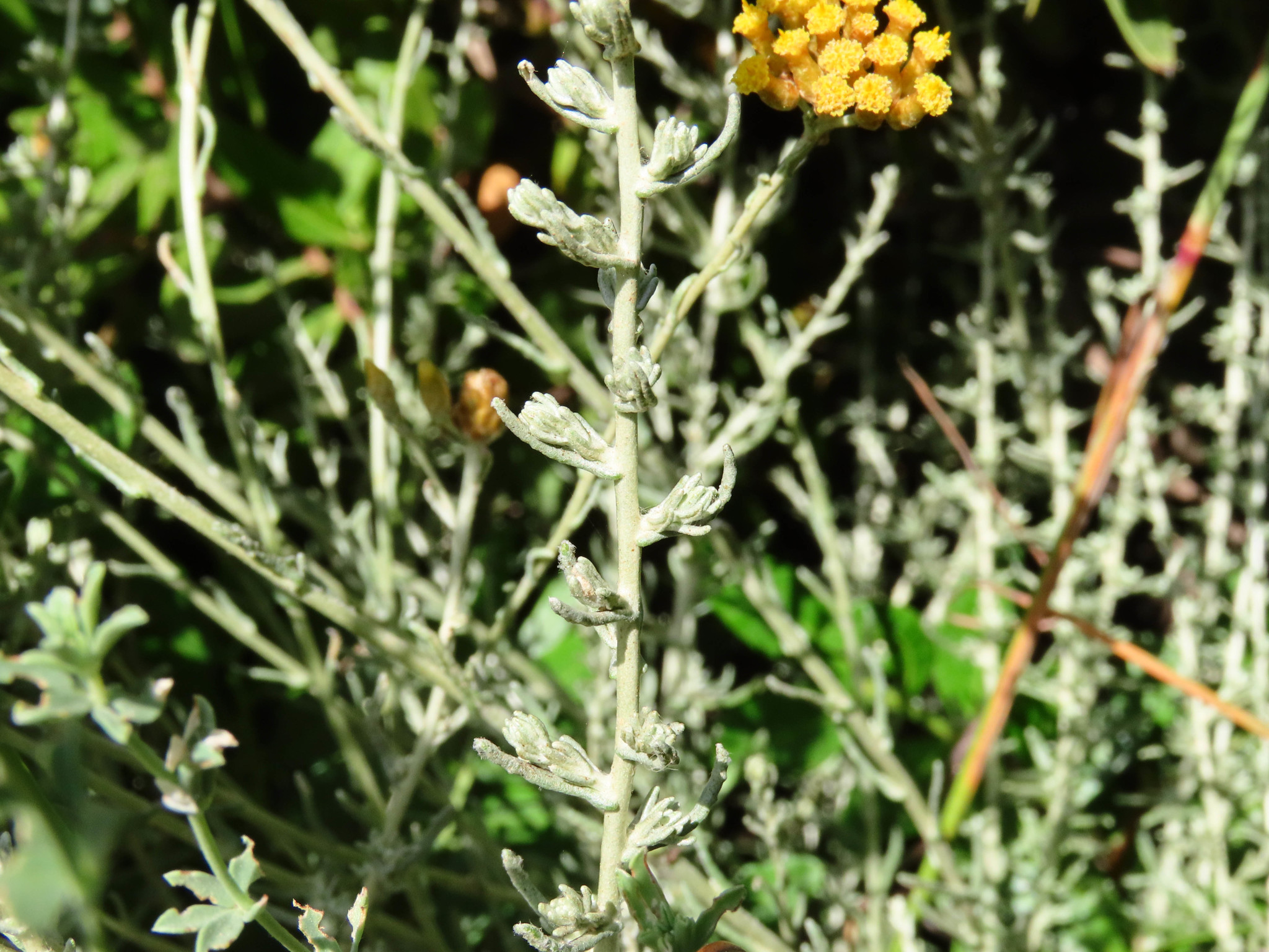Helichrysum italicum subsp. microphyllum (Willd.) Nyman