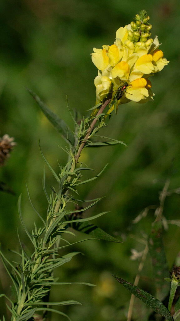 common toadflax from Leeds, UK on August 11, 2024 at 05:15 PM by Hamish ...