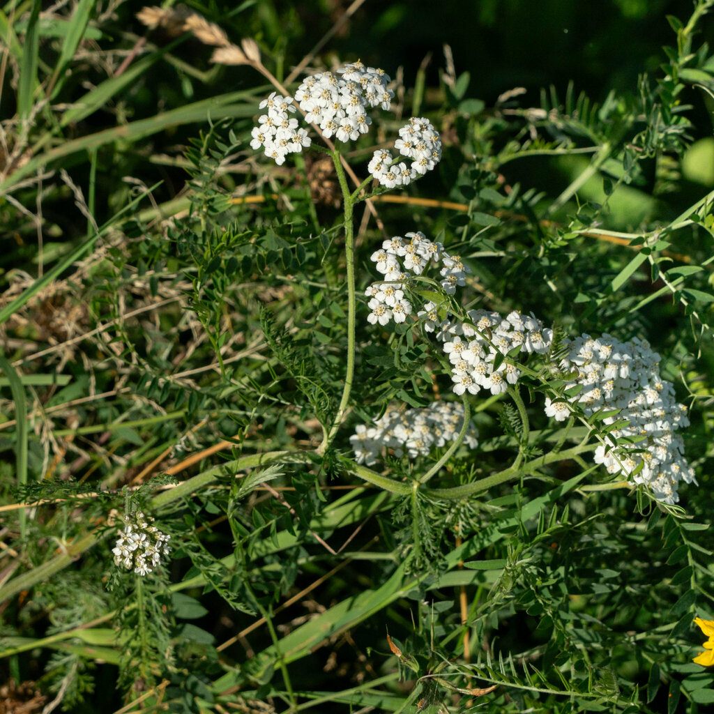 common yarrow from Leeds, UK on August 11, 2024 at 05:20 PM by Hamish ...