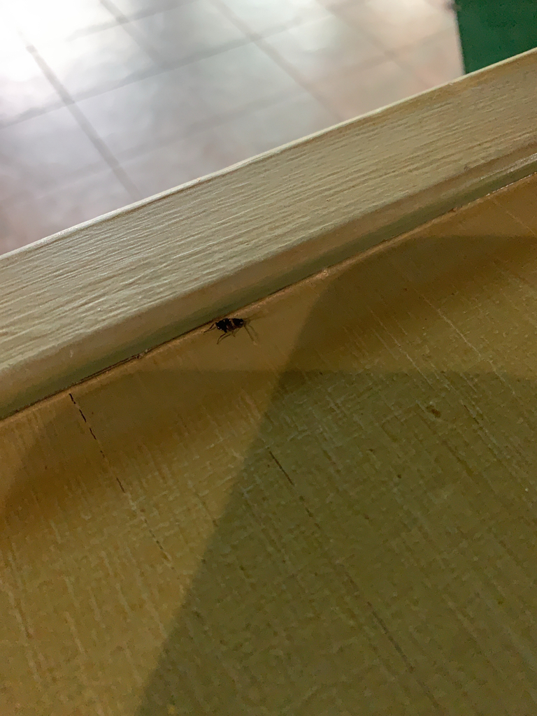Winged and Once-winged Insects from Atlanta on October 1, 2024 at 01:38 ...