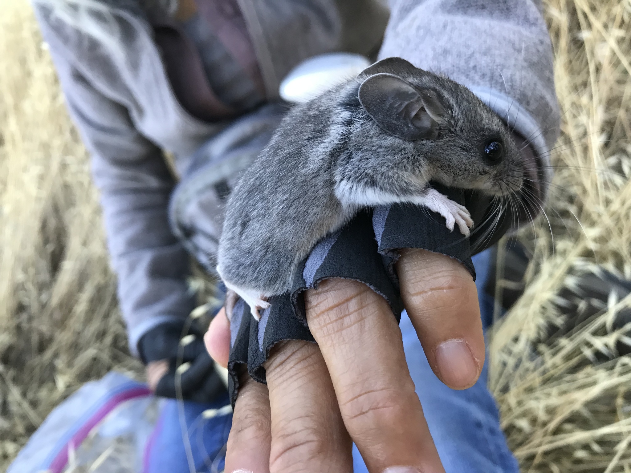 Peromyscus truei (Shufeldt, 1885)